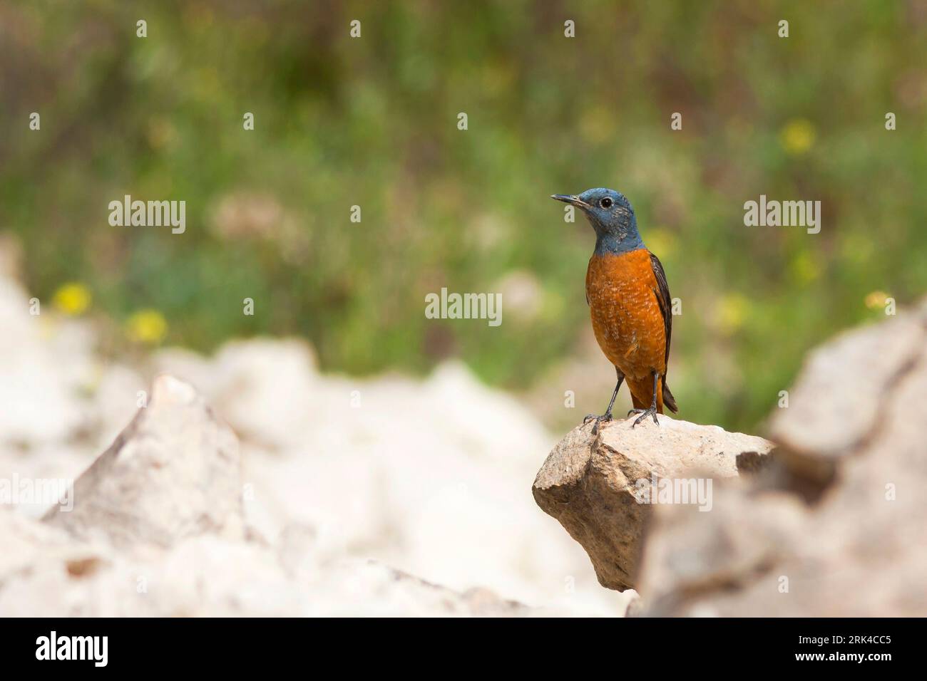 Common Rock Thrush - Steinrötel - Monticola saxatilis, Turkey, adult ...