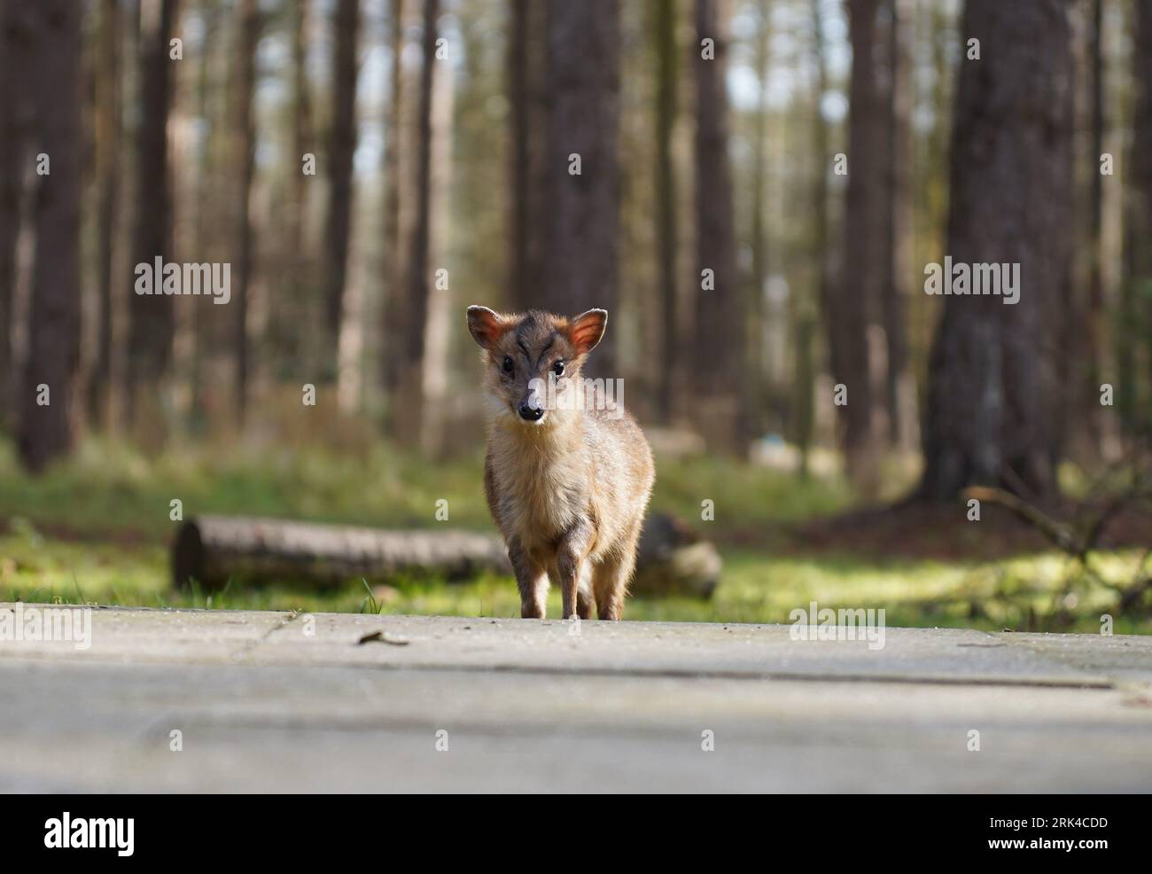Reevess muntjac reeves hi-res stock photography and images - Alamy