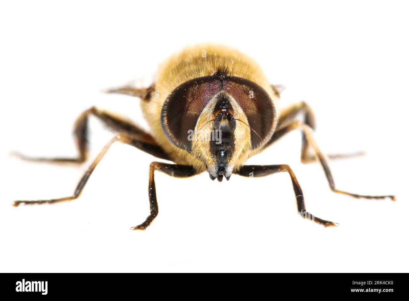 Drone fly, Blinde bij, Eristalis tenax Stock Photo - Alamy