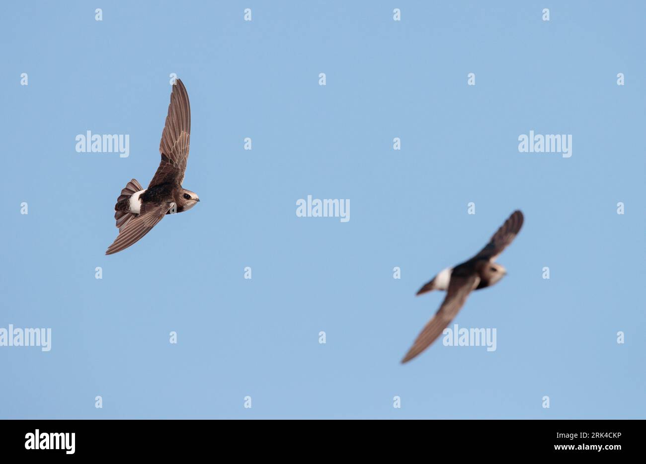 Little Swift (Apus affinis) in flight in Spain Stock Photo - Alamy