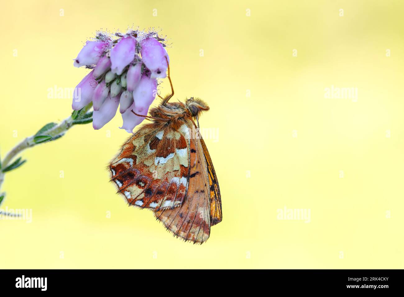 Cranberry Fritillary, Veenbesparelmoervlinder, Boloria aquilonaris ...