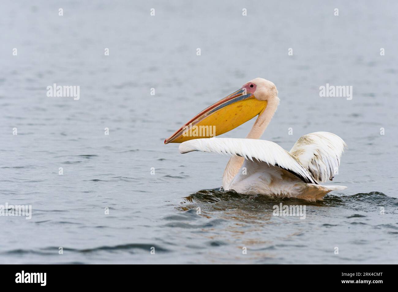 A Great white pelican, Pelecanus onocrotalus, with spread wings ...