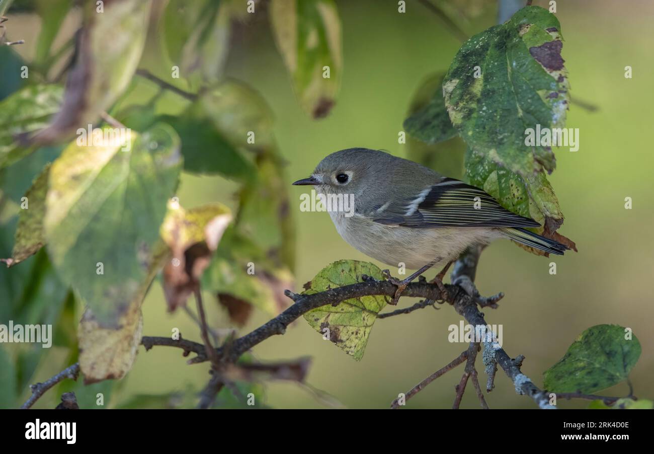Ruby-crowned Kinglet, Regulus calendula, at Cape May, New Jersey, USA ...
