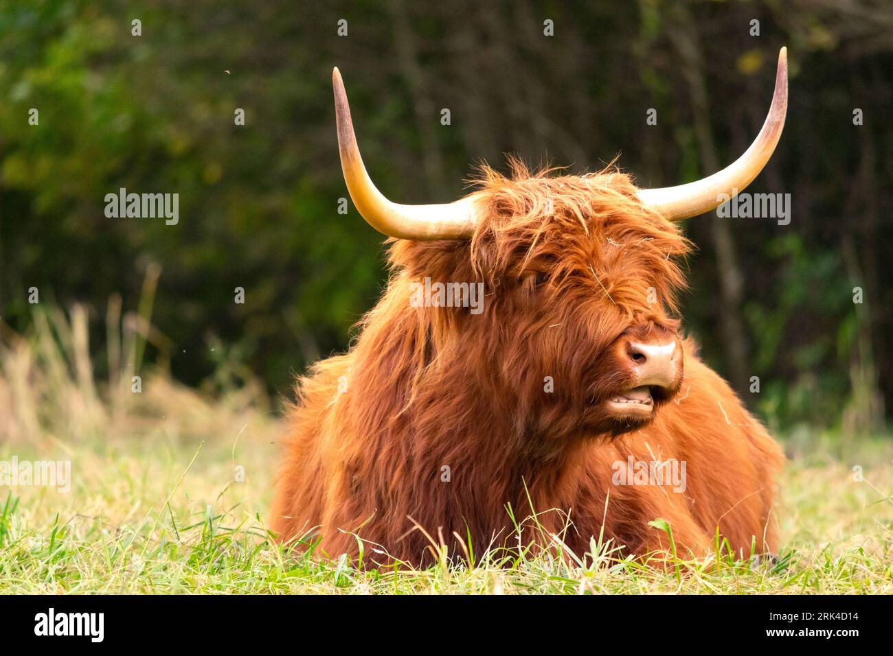 Scottish highland cattle eating in grass in Germany. Red female gaelic ...