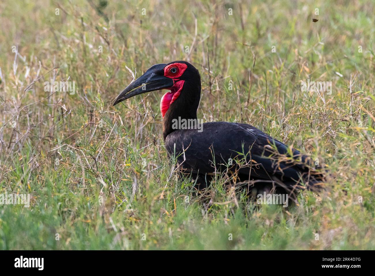 A southern ground Hornbill, Bucorvus leadbeateri, hunts through the ...