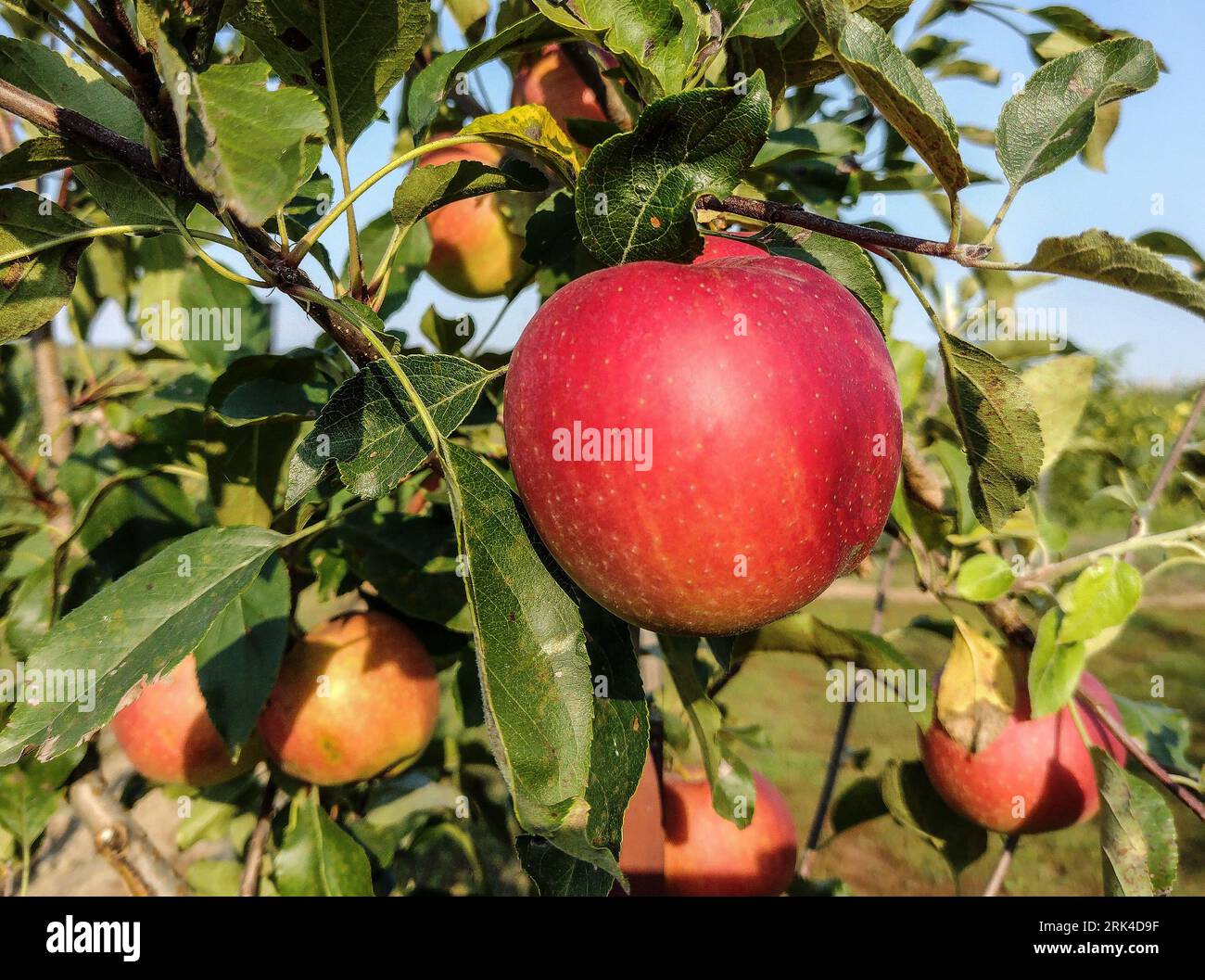 Apples in the nature hi-res stock photography and images - Alamy