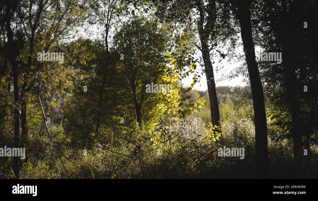 A picturesque view of a peaceful forest with lush green trees Stock ...