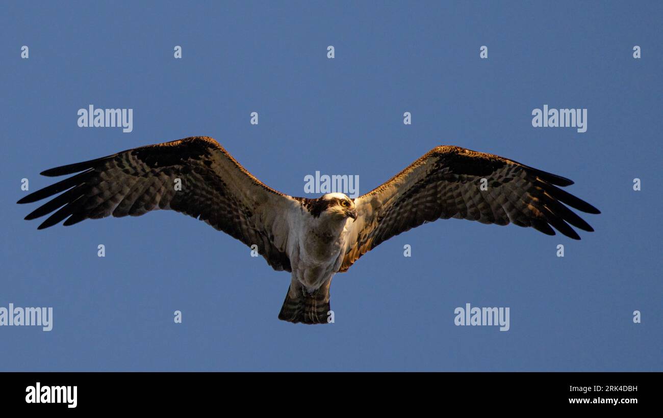 A majestic Osprey in flight soaring through the sky with its wings ...