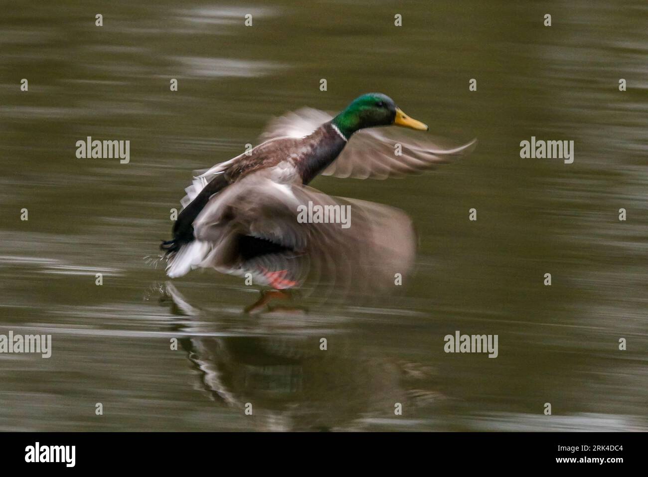 A mallard duck in mid-air in the midst of landing on the surface of a ...