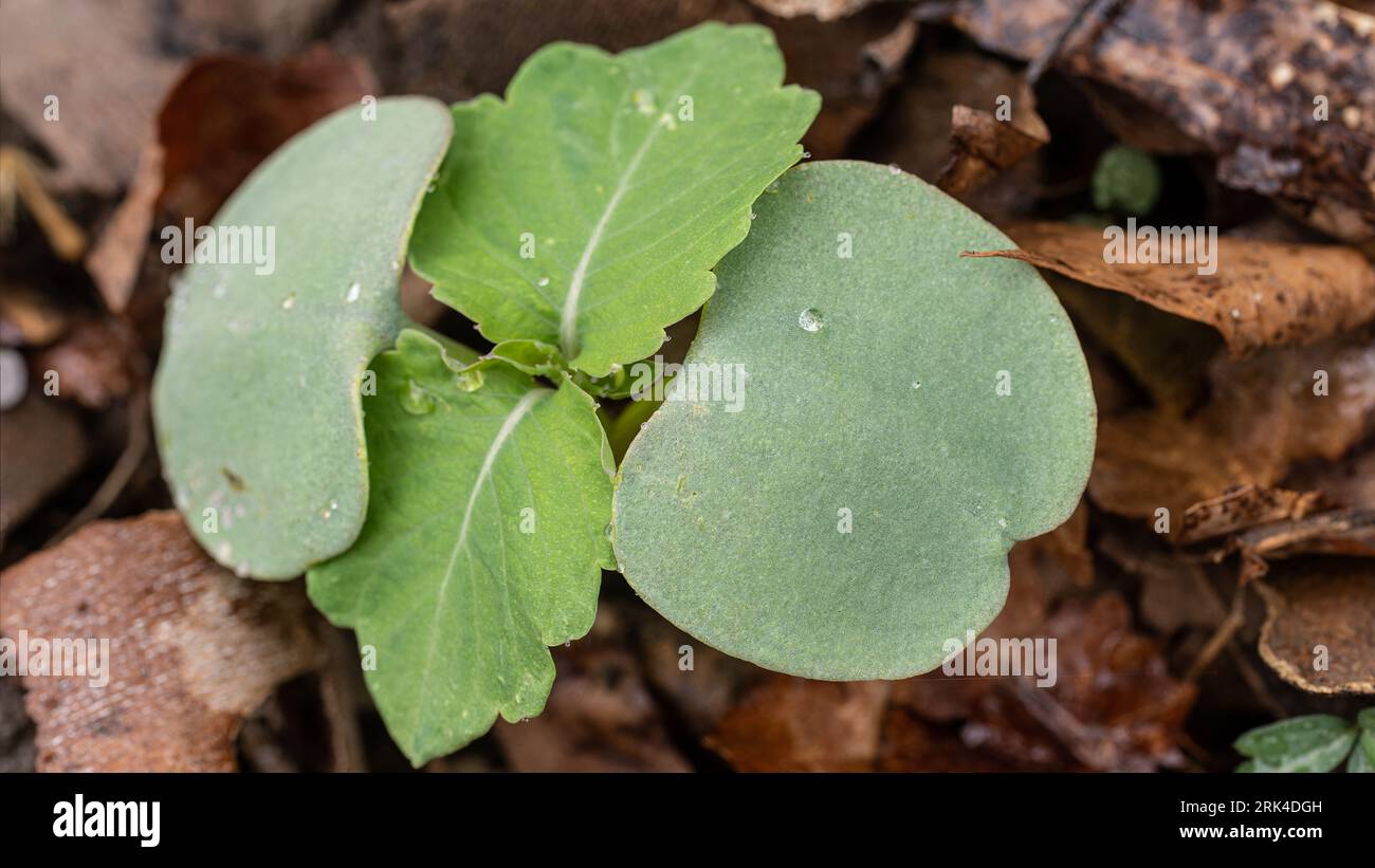 A Jewel Weed Srpout growing in a lush, diverse botanic environment ...