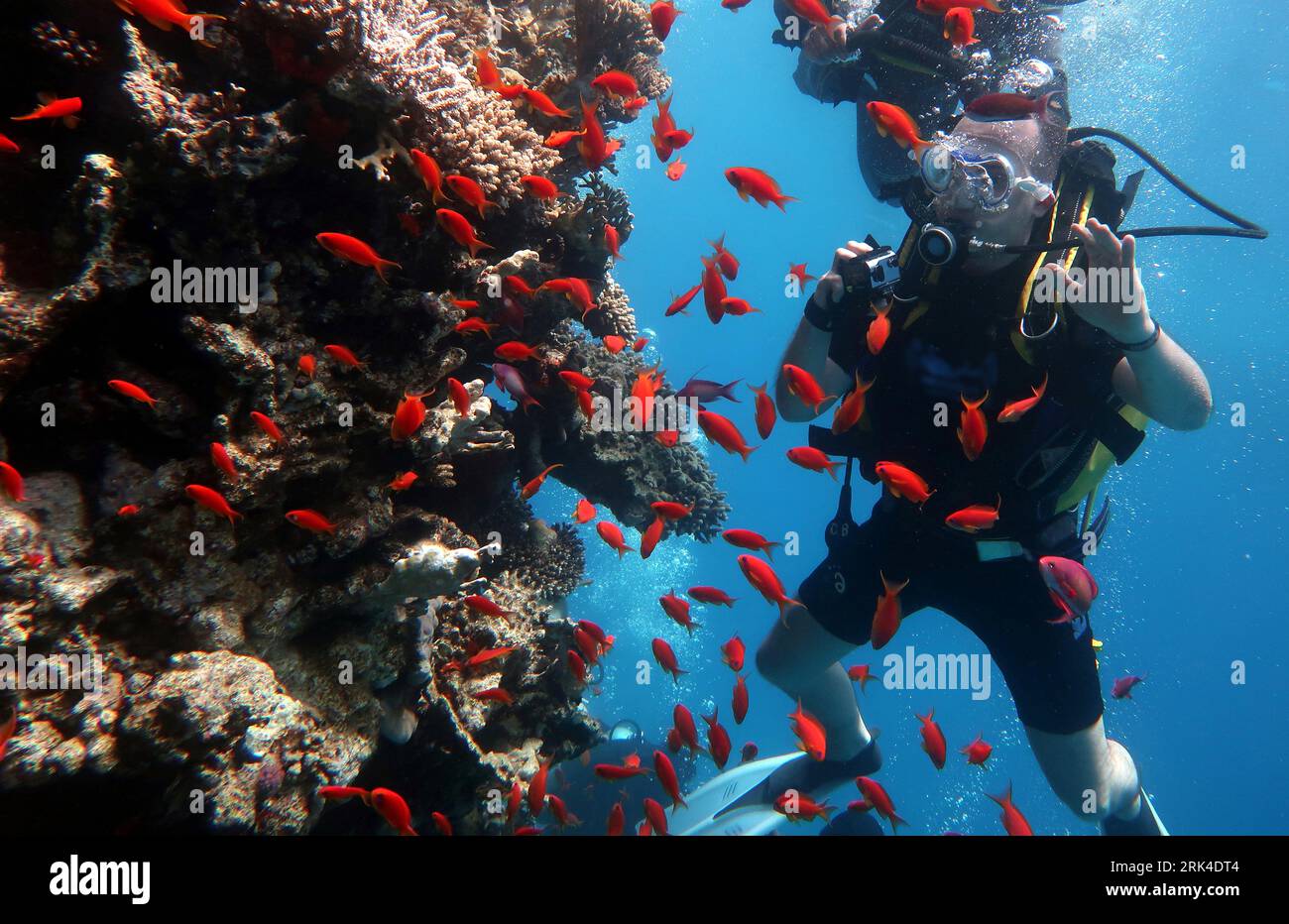Diving in the Red Sea in Egypt, beautiful coral reef with hundreds of ...