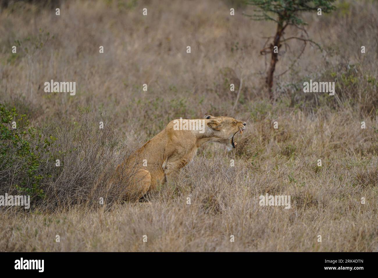 Witness the awe-inspiring moment as a female lion in Kenya unleashes a ...