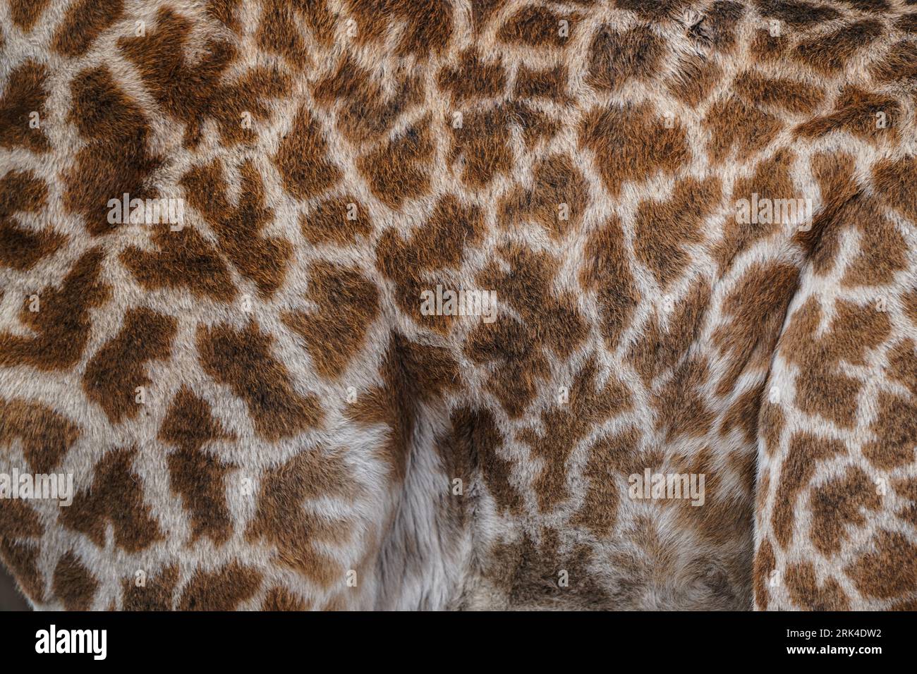 Grace and beauty of a giraffe up close, as this captivating shot ...