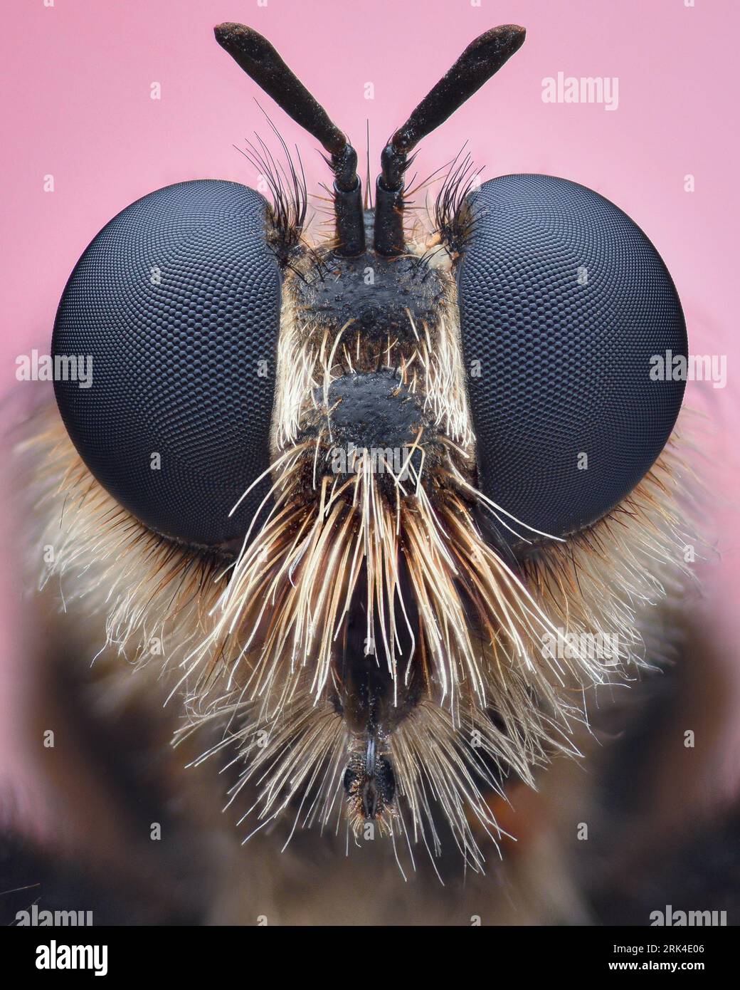 Symmetrical portrait of a Bumblebee robberfly with white hair on its ...