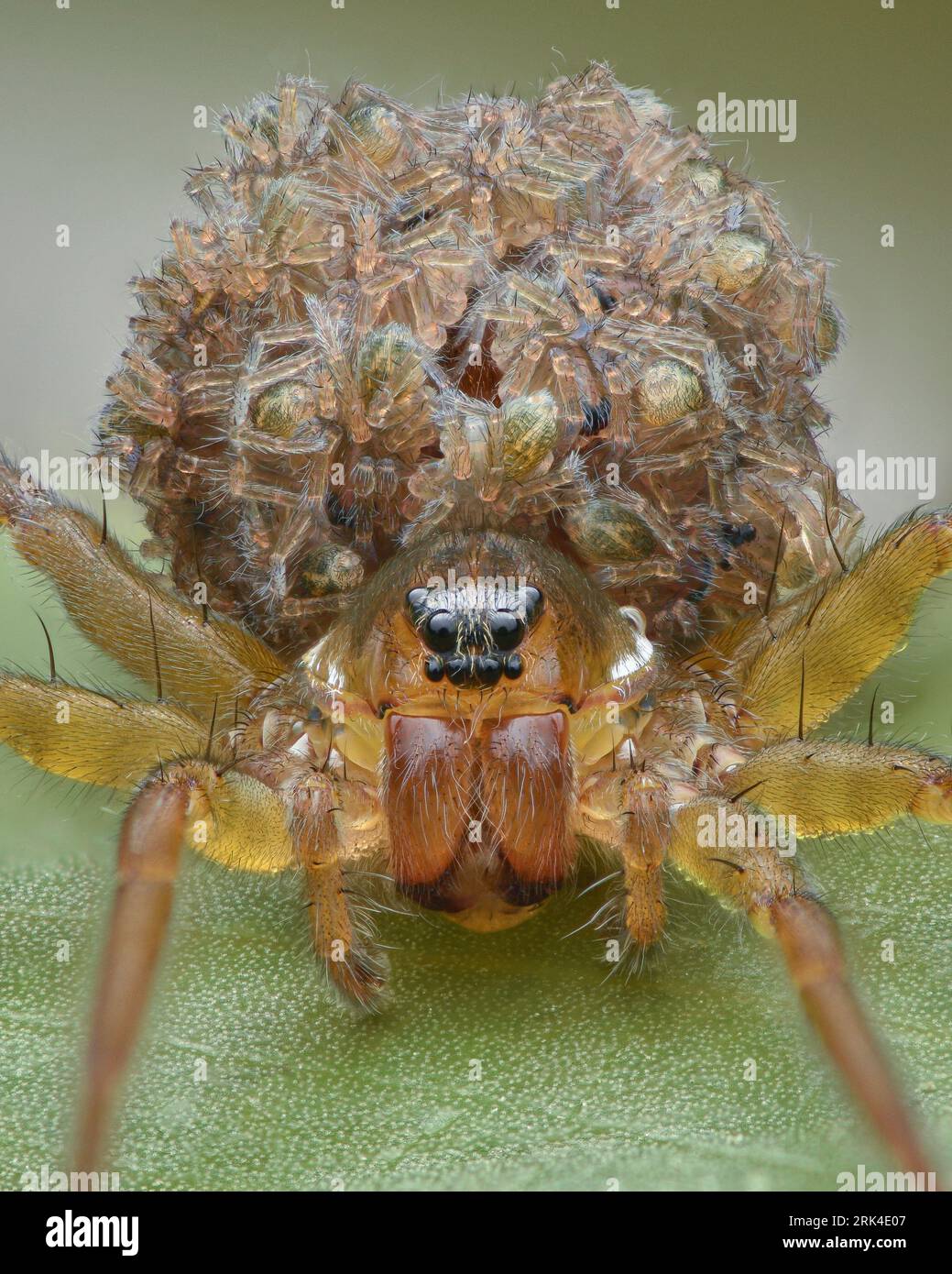 Portrait of a yellow to brown wolf spider with babies on its abdomen ...