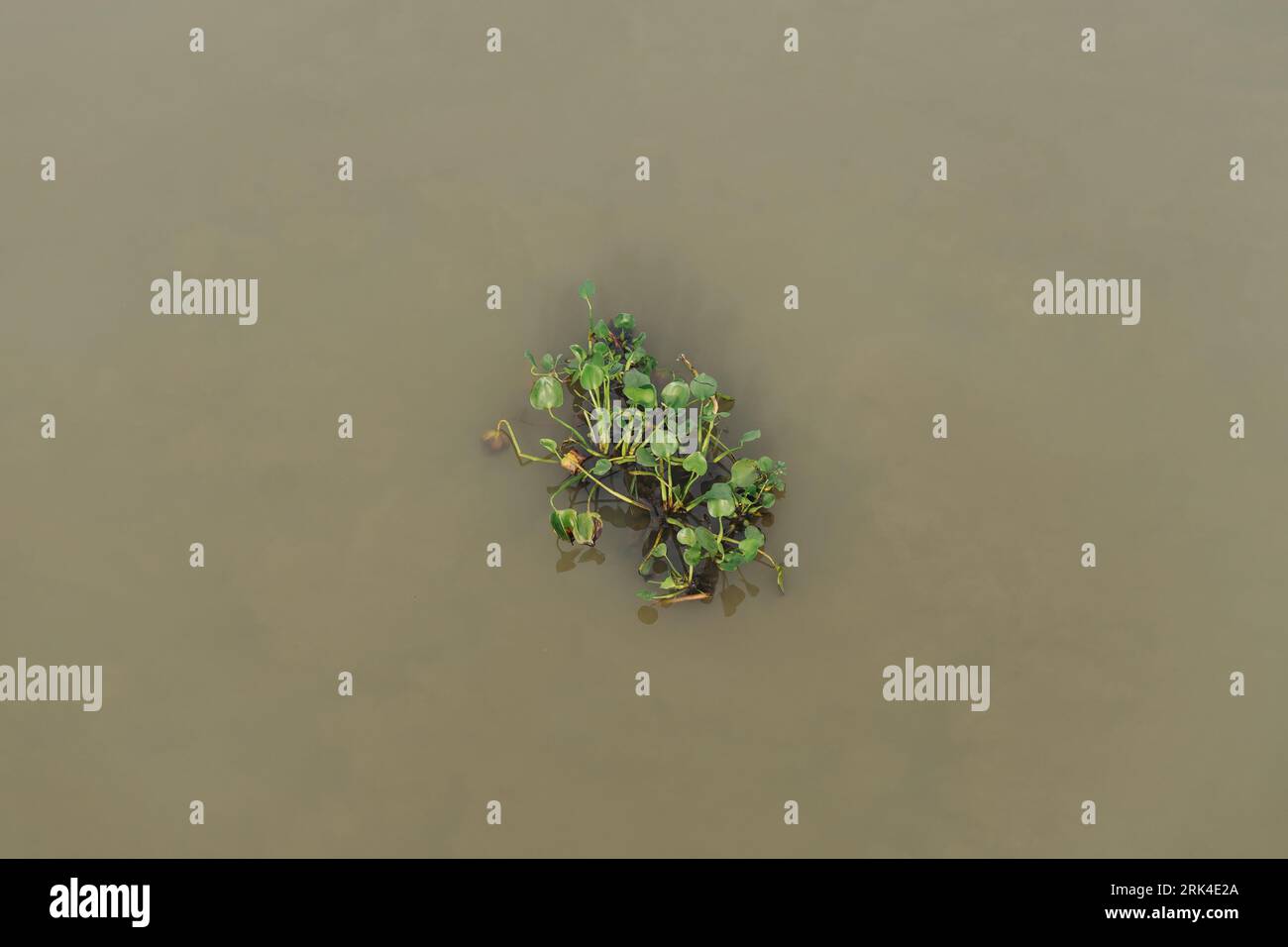 Water hyacinth (Eichhornia crassipes) floating on Rawa Pening lake in ...