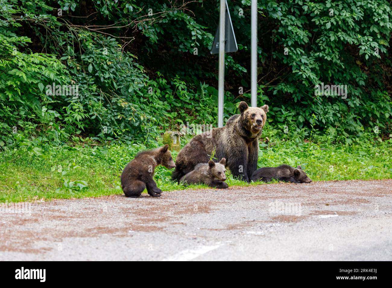 European Brown Bear in the Carpathians of Romania Stock Photo - Alamy