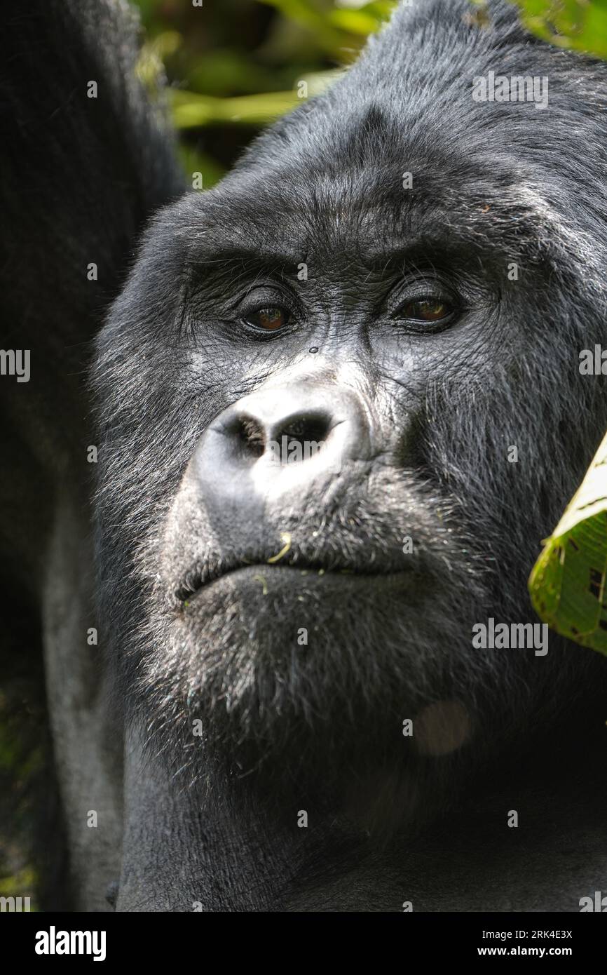 Witness the awe-inspiring presence of a majestic silverback gorilla up ...