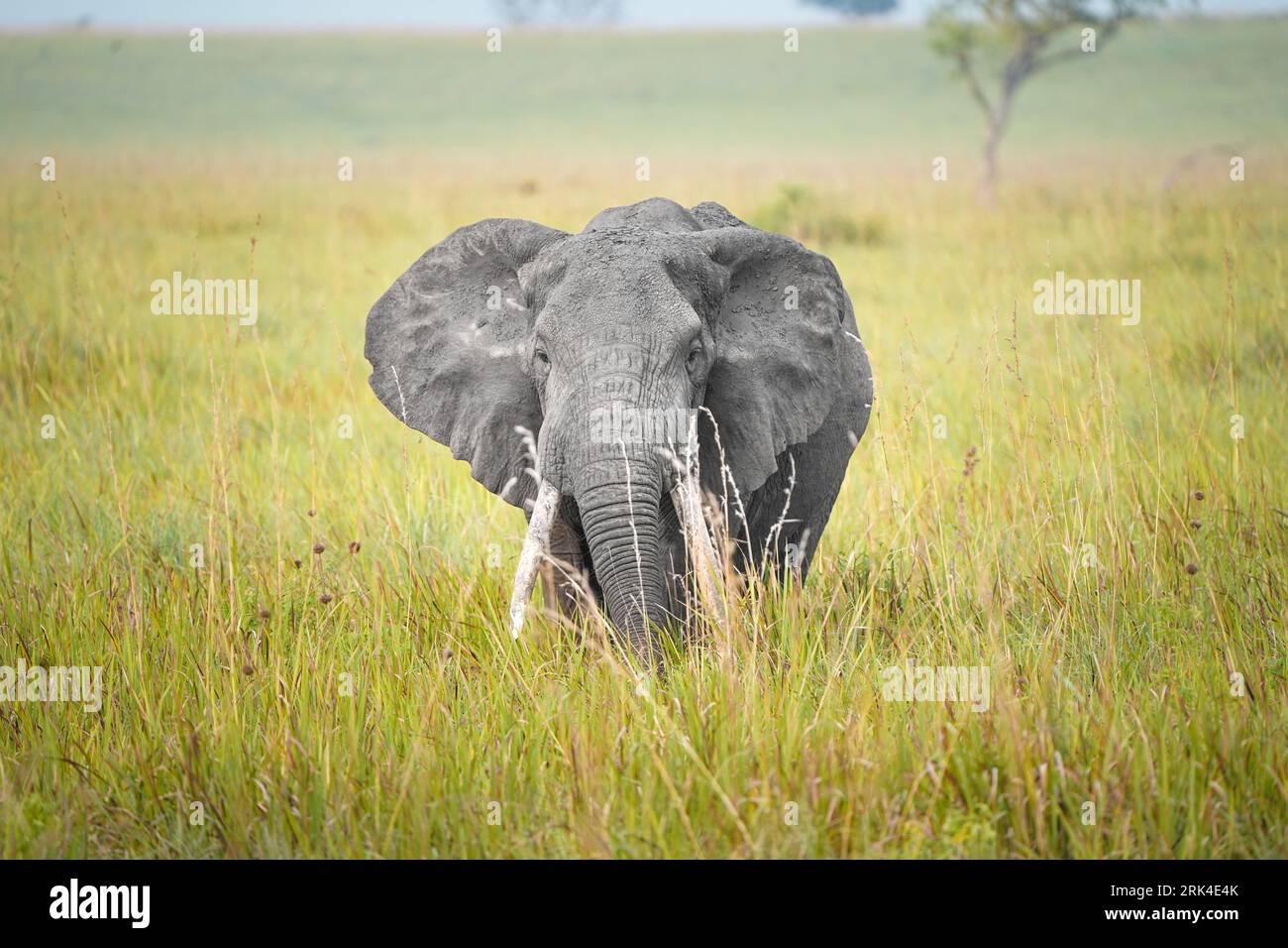 Majestic elephant as it stands in a field surrounded by tall grass. Raw ...