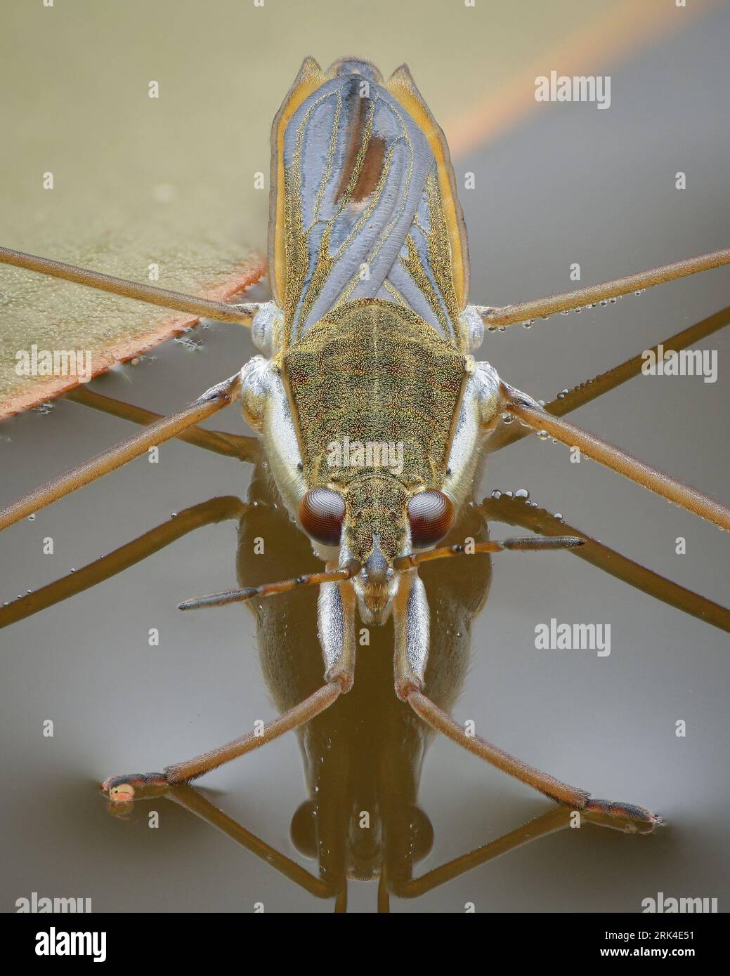 Symmetrical full view of a Water Strider or Pond Skater standing on the ...