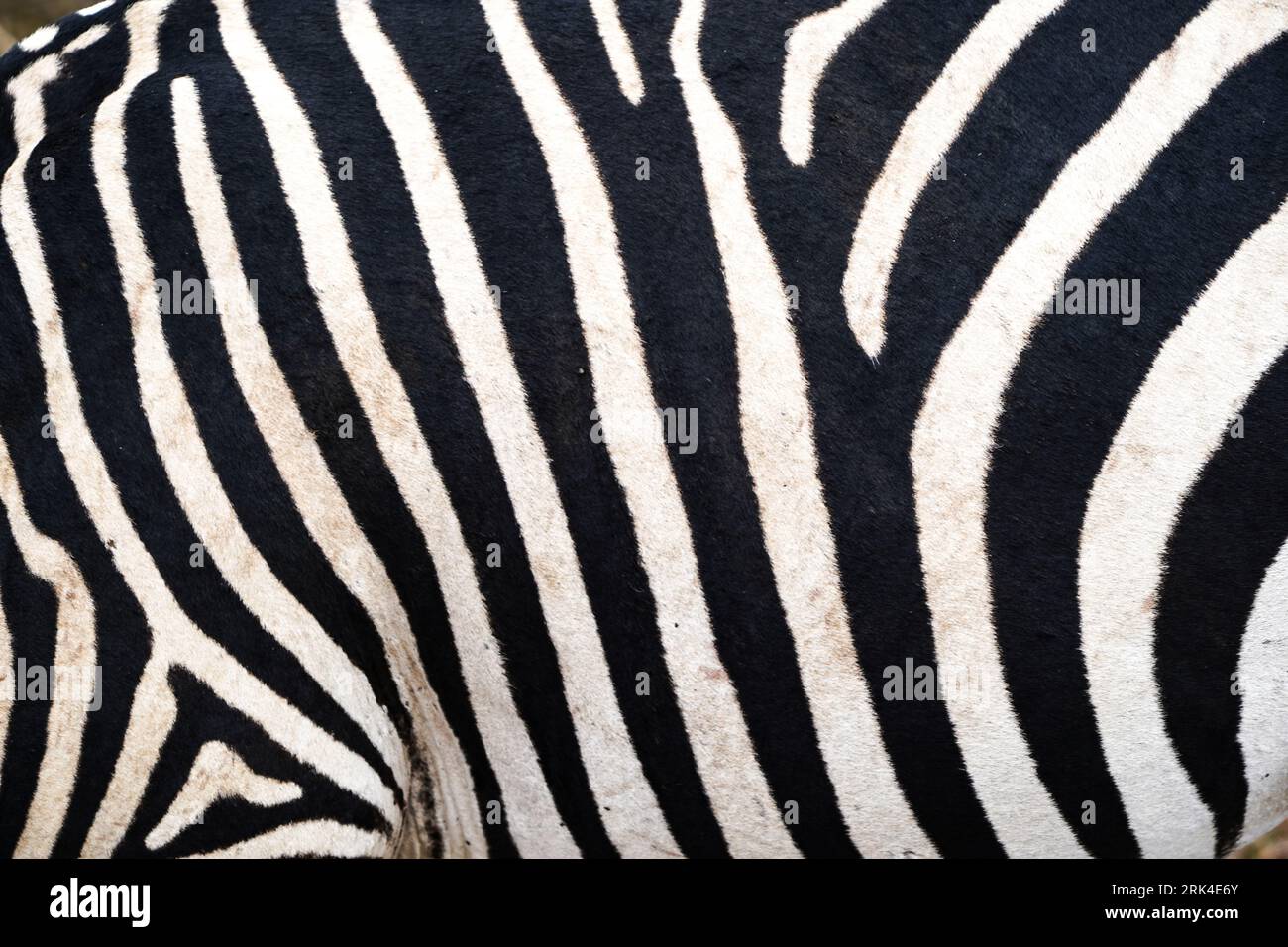 Intricate elegance of a zebra's black and white fur pattern in this captivating close-up shot ...