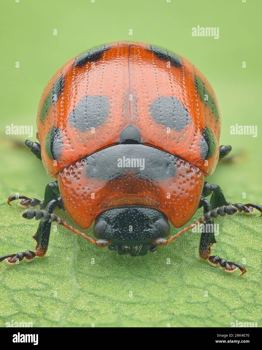 Symmetrical portrait of a red leaf beetle with black dots standing on a ...