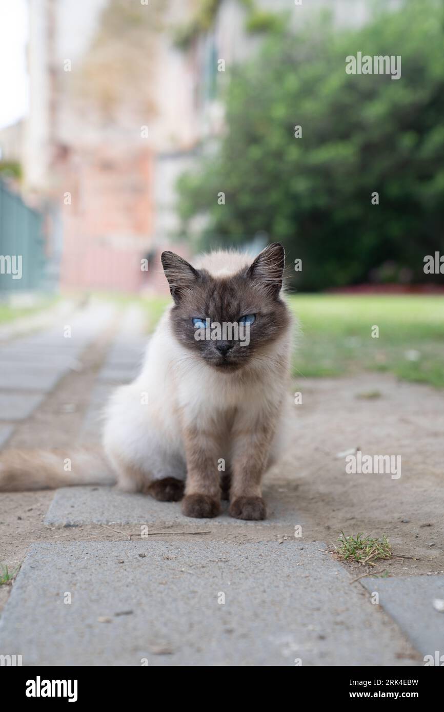 Gray Cat With Ice Blue Eyes
