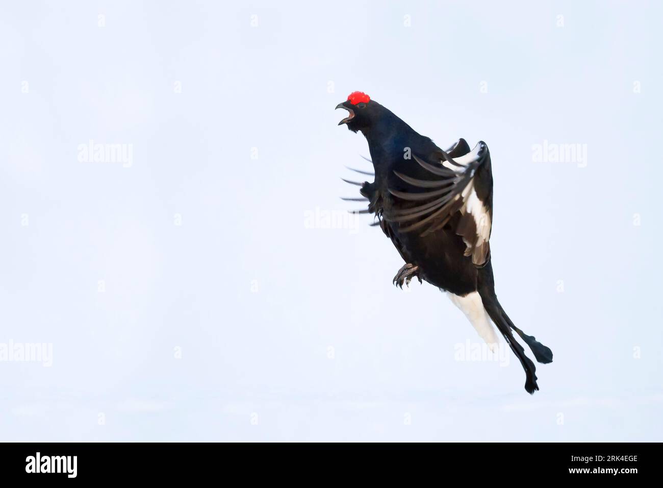 Adult male Black Grouse (Lyrurus tetrix tetrix) at a lek in Germany ...