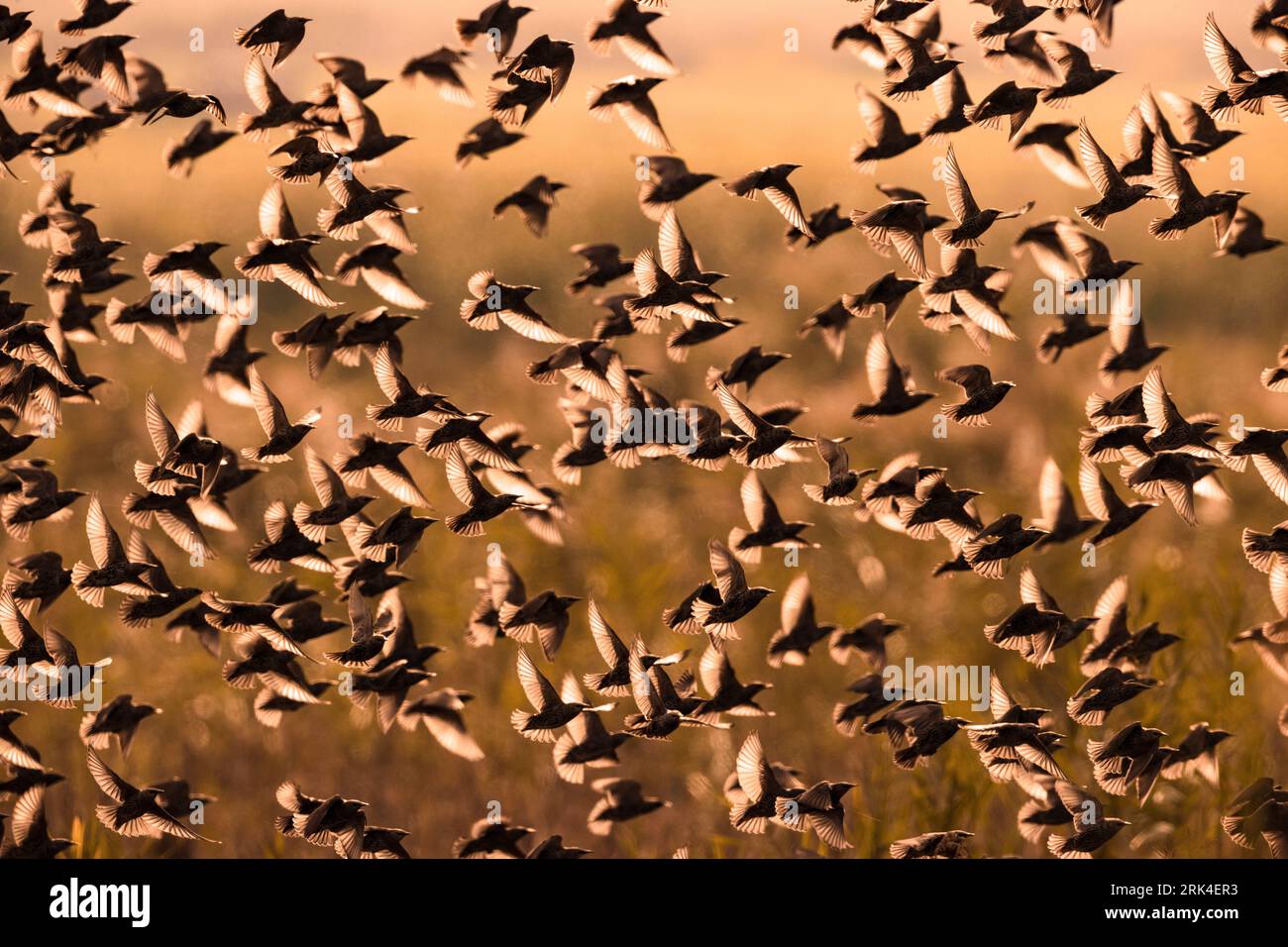 Flock of Common Starlings, Sturnus vulgaris, in fight with backlight in ...