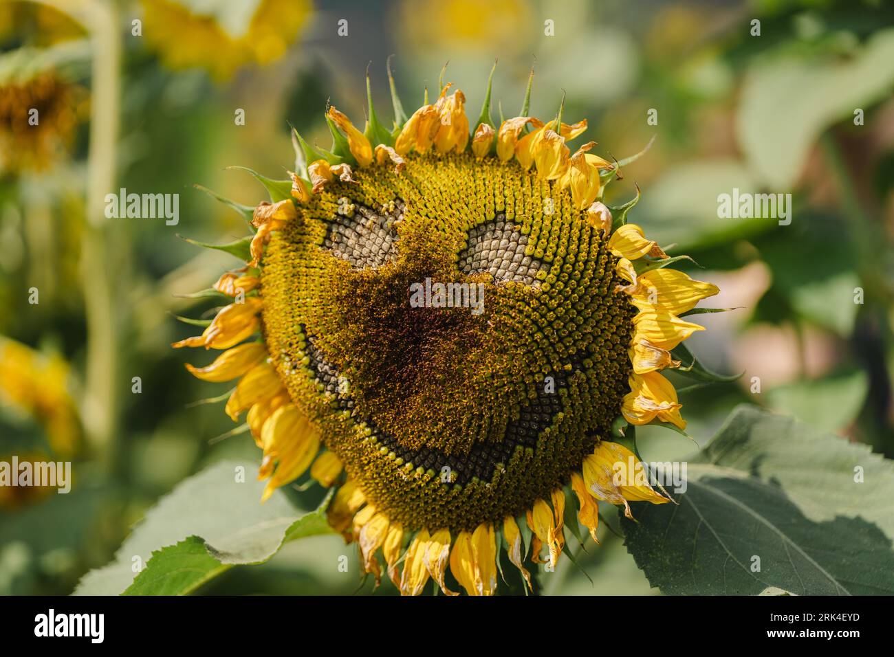 A vibrant yellow sunflower with a smiley face pattern on disk florets ...