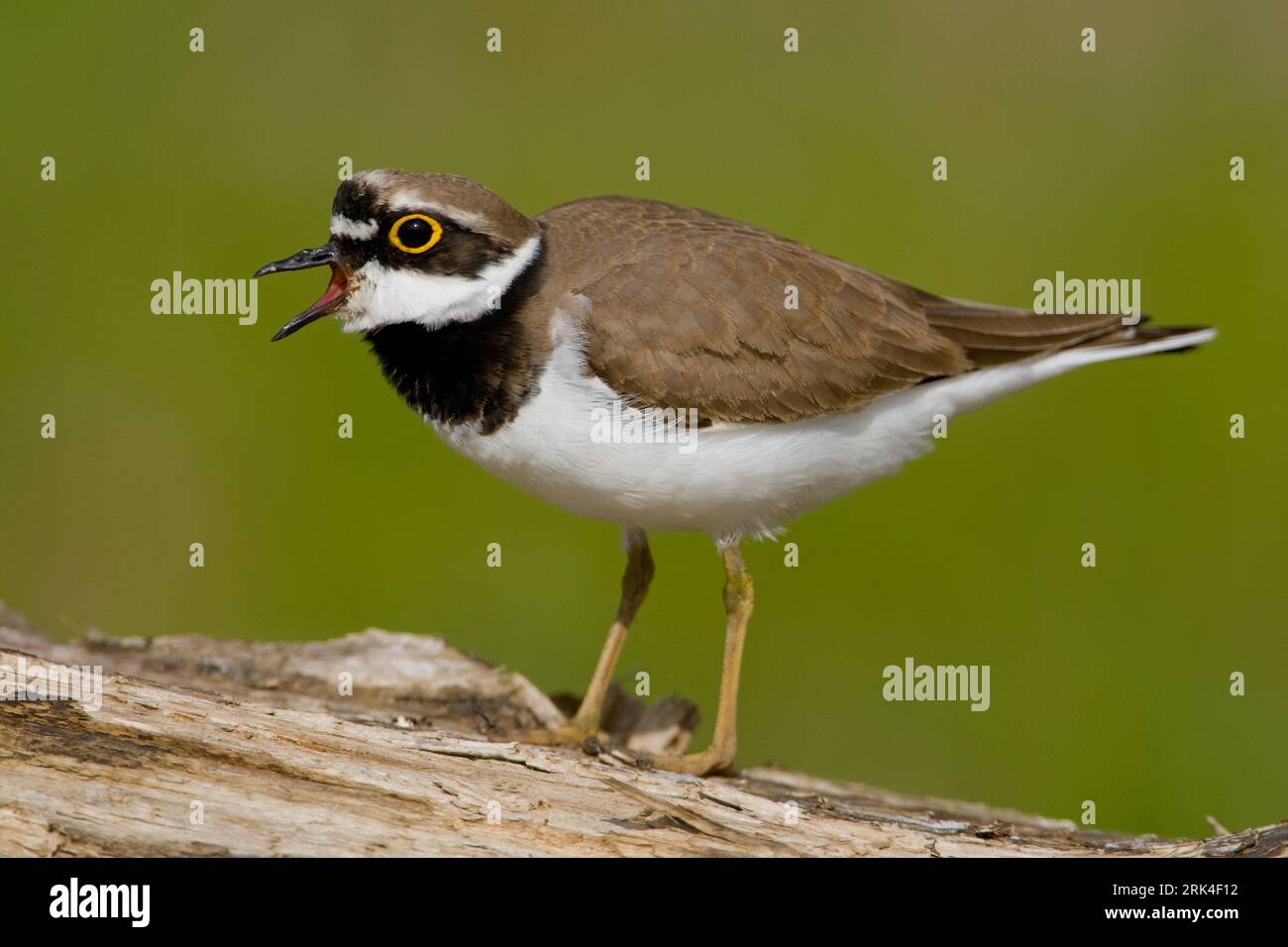 Kleine Plevier in zit; Little Ringed Plover on the ground Stock Photo ...