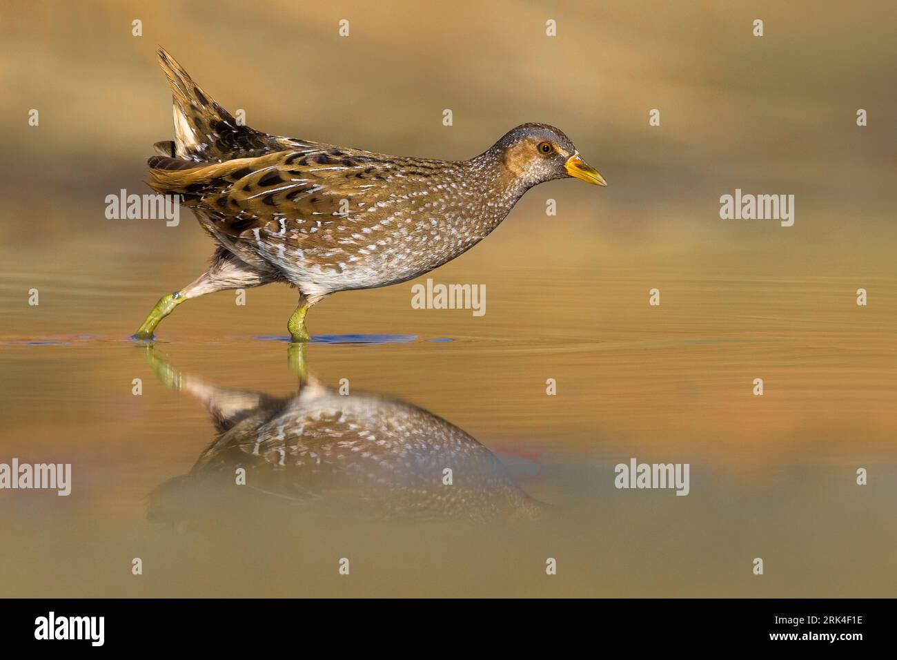 Spotted Crake, Porzana porzana, in wetland in Italy Stock Photo - Alamy