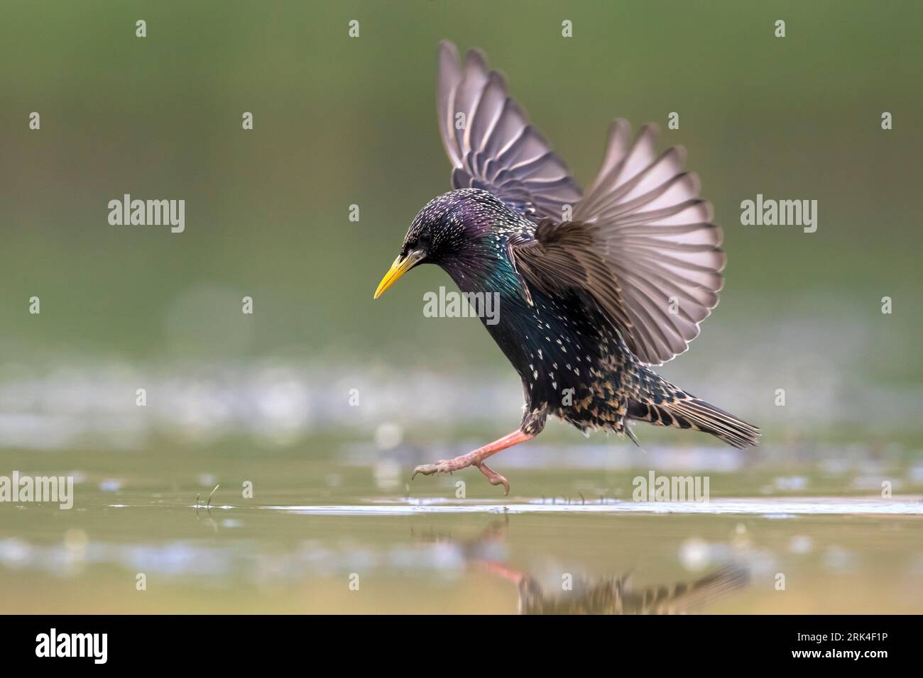 Single starling in flight hi-res stock photography and images - Alamy