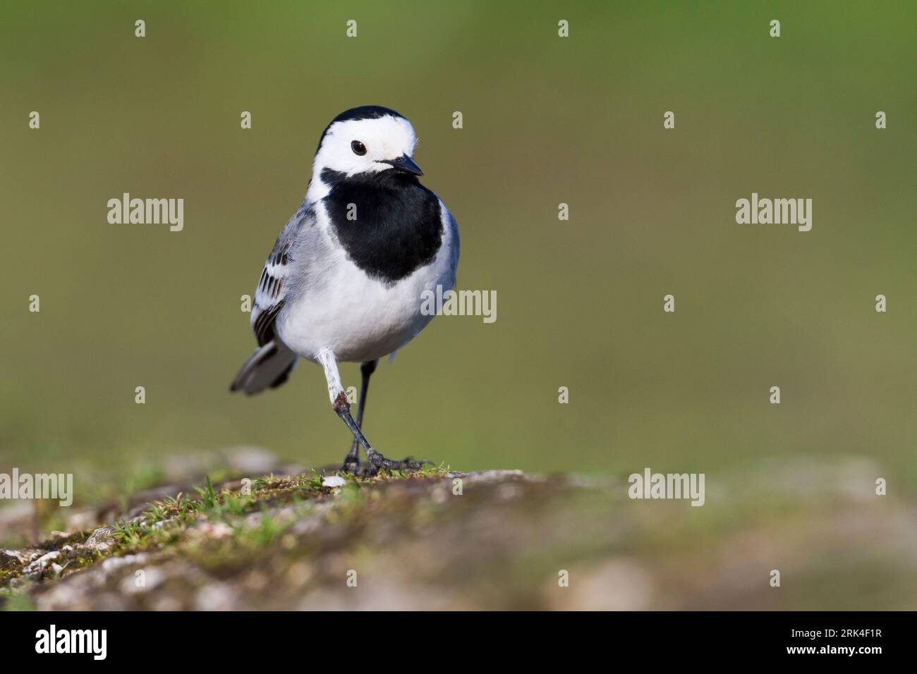 White Wagtail - Bachstelze - Motacilla alba ssp. alba, Germany Stock ...