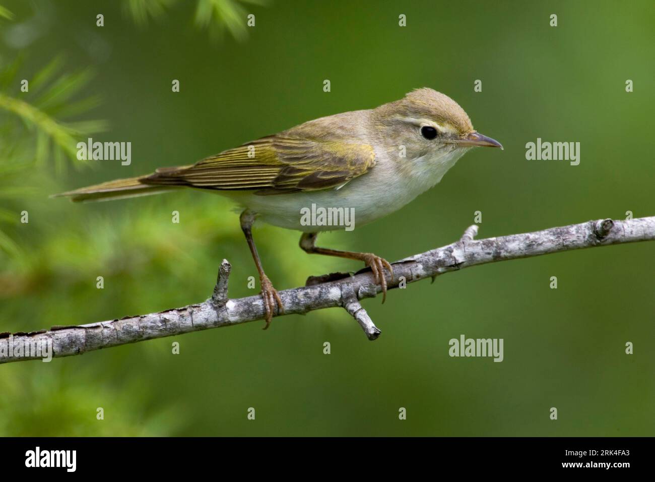 Bergfluiter, Western Bonelli's Warbler, Phylloscopus bonelli Stock ...