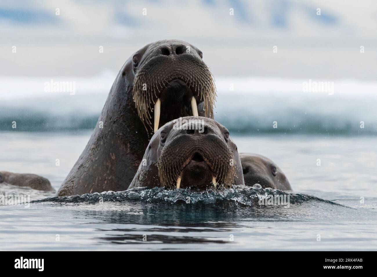Atlantic walruses, Odobenus rosmarus, in Arctic water. Nordaustlandet ...