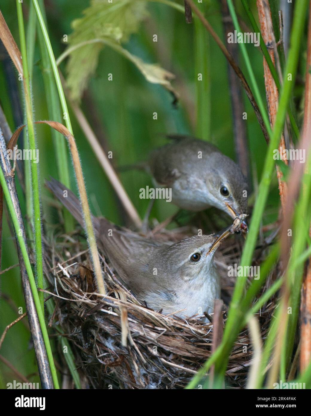 Blyth's Reed Warblers (Acrocephalus dumetorum) in the nest. The male ...