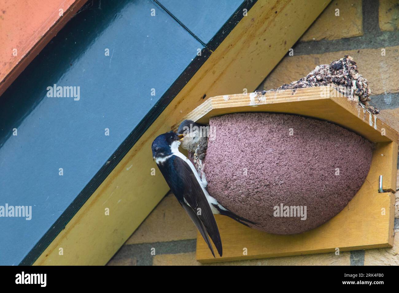 Juvenile house martin hi-res stock photography and images - Alamy