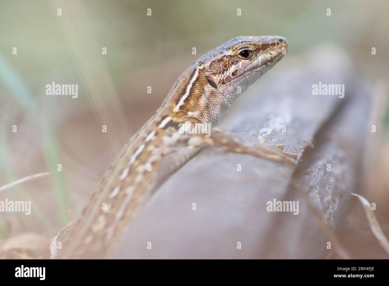 Italian Wall Lizard (Podarcis siculus) taken the 28/09/2022 at ...