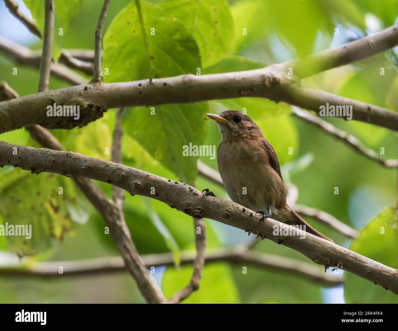 Marquesan monarch hi-res stock photography and images - Alamy
