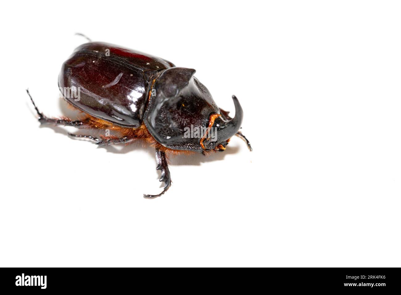 Oryctes nasicornis beetle isolated on white background 03 Stock Photo ...
