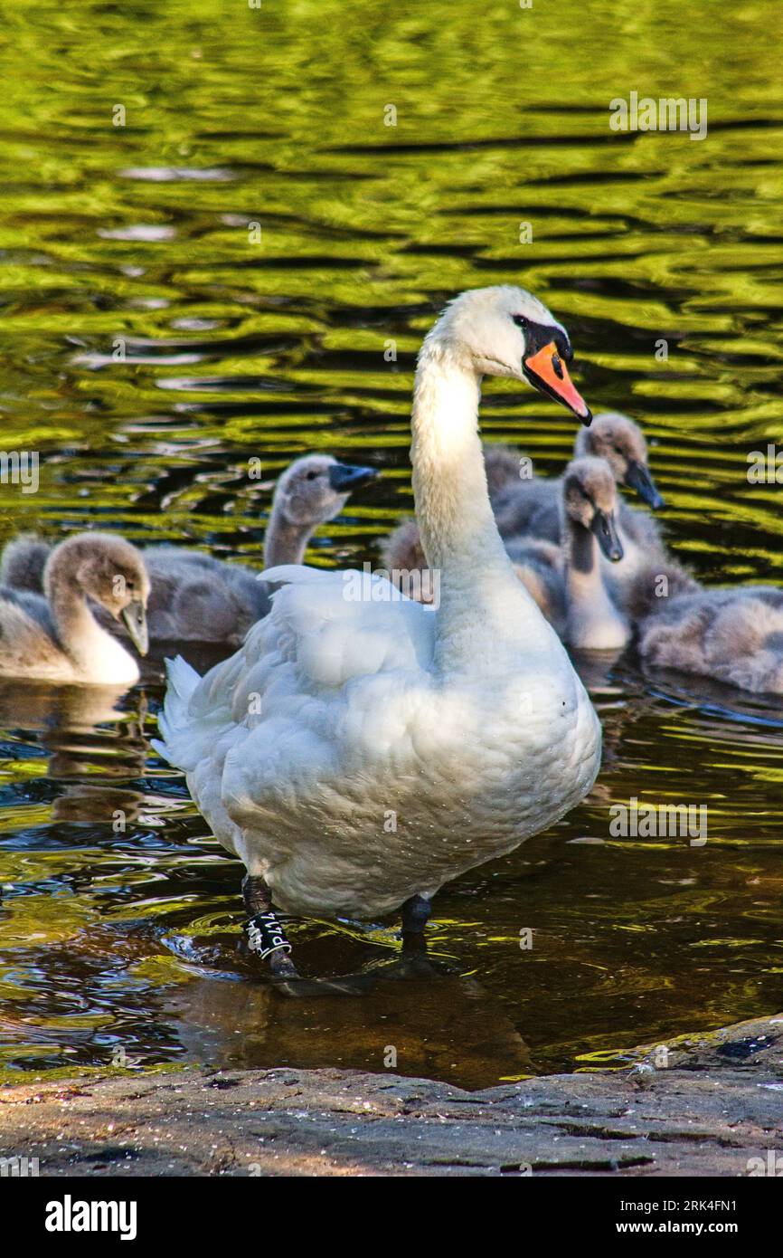A family of cygnets, the young of swans, swimming in a pool of water ...