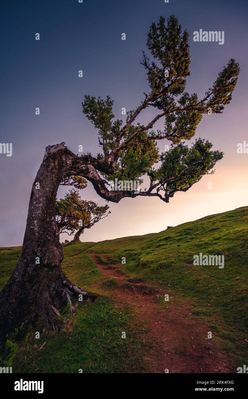 A vertical shot of a majestic tree bent over on a field in Madeira ...