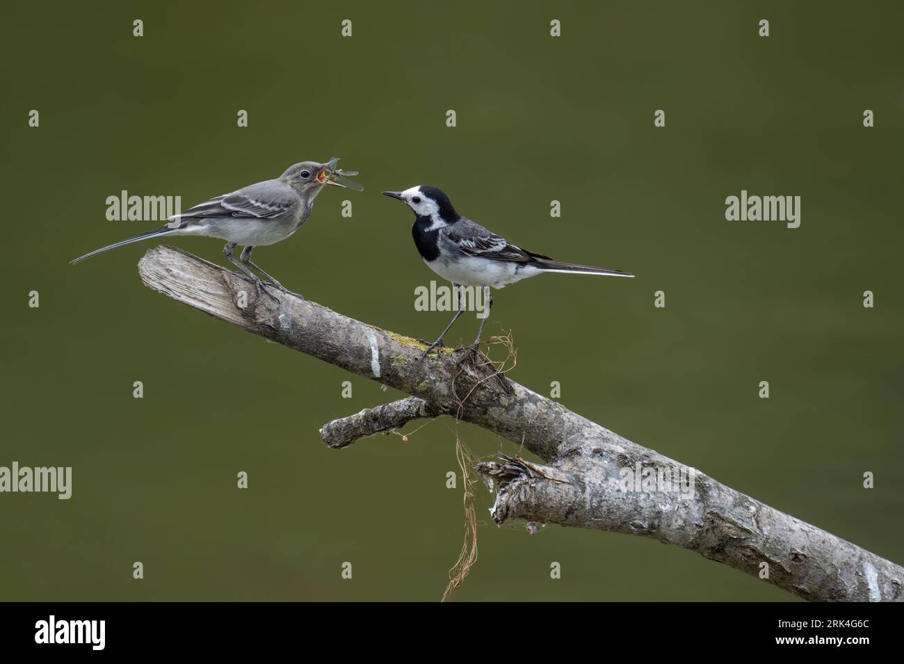 Tune catch hi-res stock photography and images - Alamy