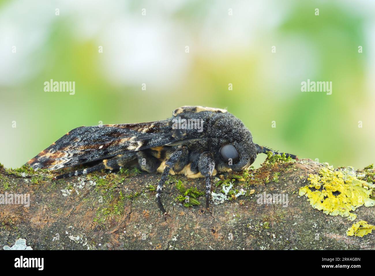 Acherontia atropos - Deaths-head Hawk Moth - Totenkopfschwärmer ...