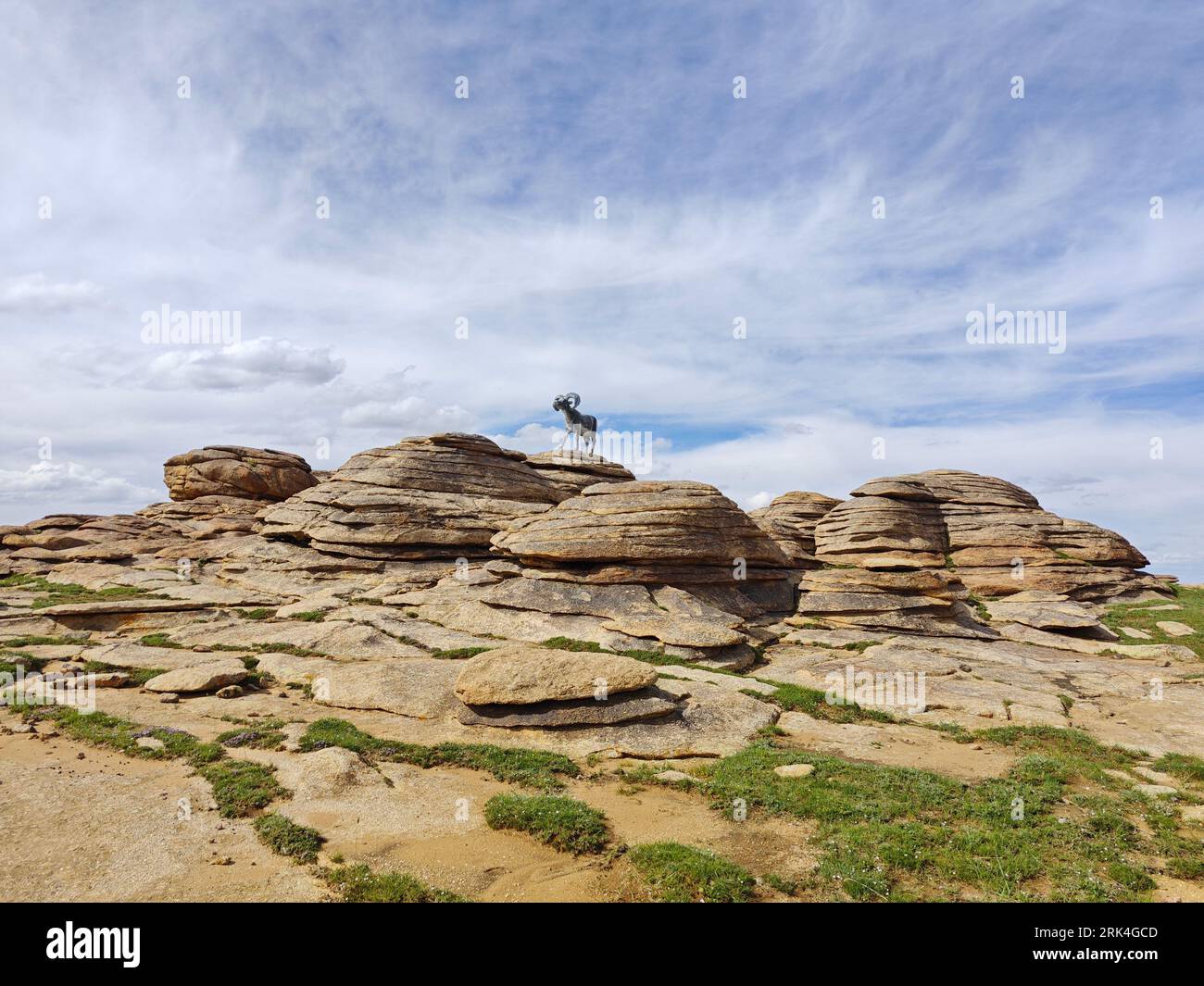 Grey goat standing on hi-res stock photography and images - Alamy