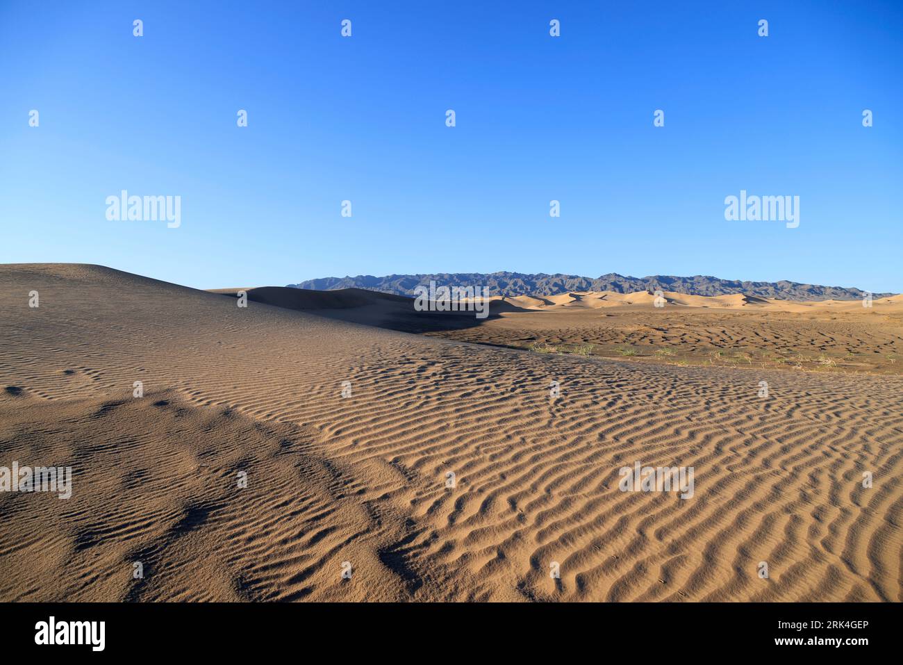 The singing dunes of Khongoryn Els in the morning, Gobi desert Stock ...