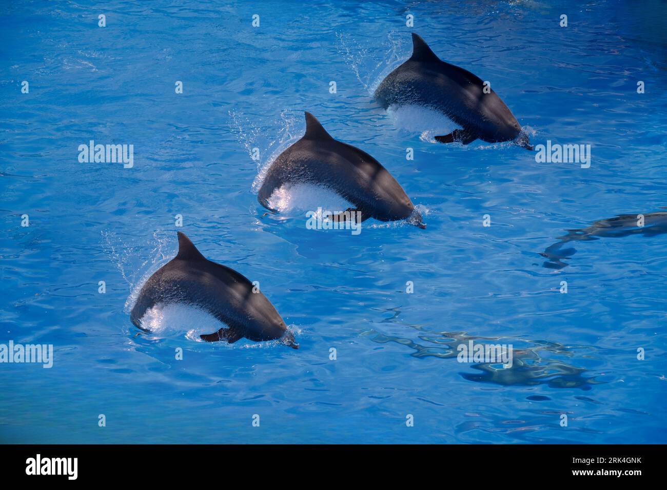 A row od three dolphins diving and doing tricks in an aquarium Stock ...
