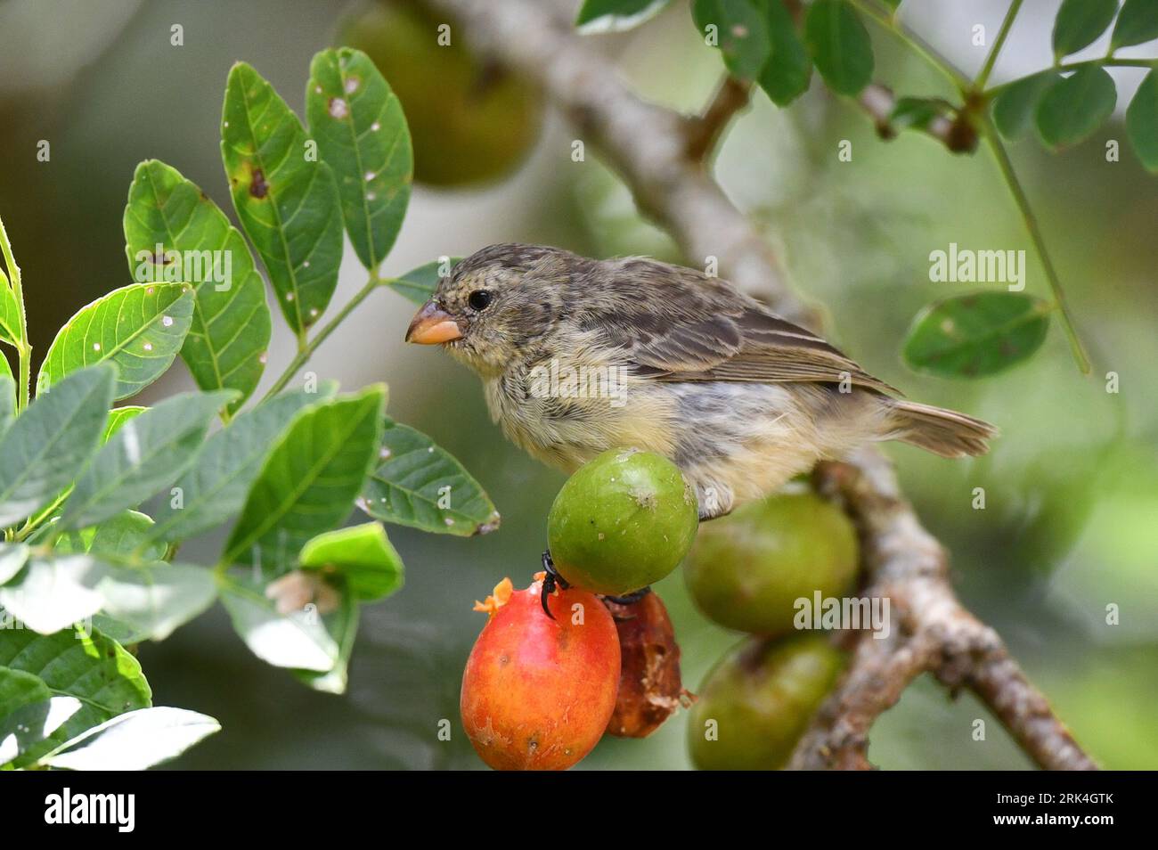 Small Tree Finch (Camarhynchus parvulus parvulus) on Floreana island in ...