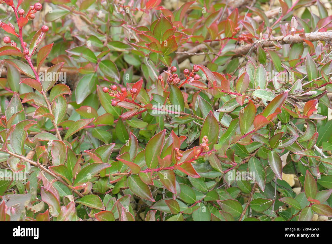 Lagerstroemeria indica worlds fair hi-res stock photography and images ...